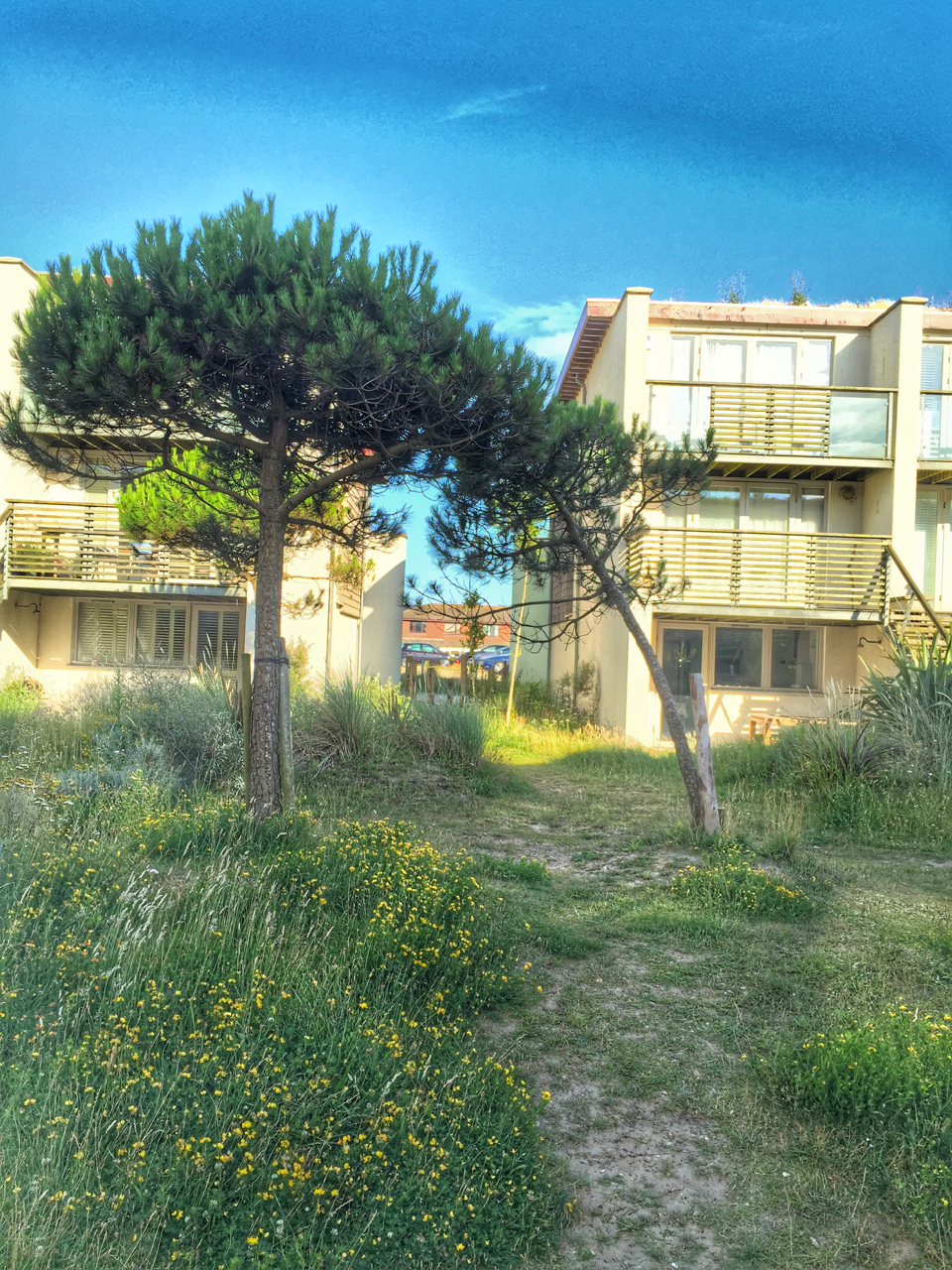 Dungeness - place for tough plants - Small Green Roofs Guide